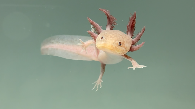 All About Axolotls | Everything You Need to Know | Axolotl Planet Blog