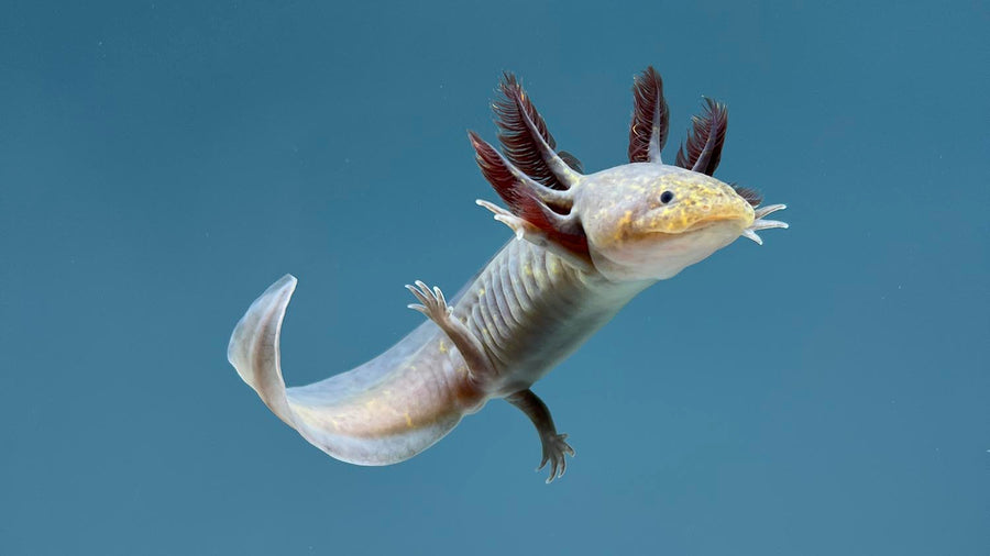 15 Unique Facts About Axolotls | Blog | Axolotl Planet