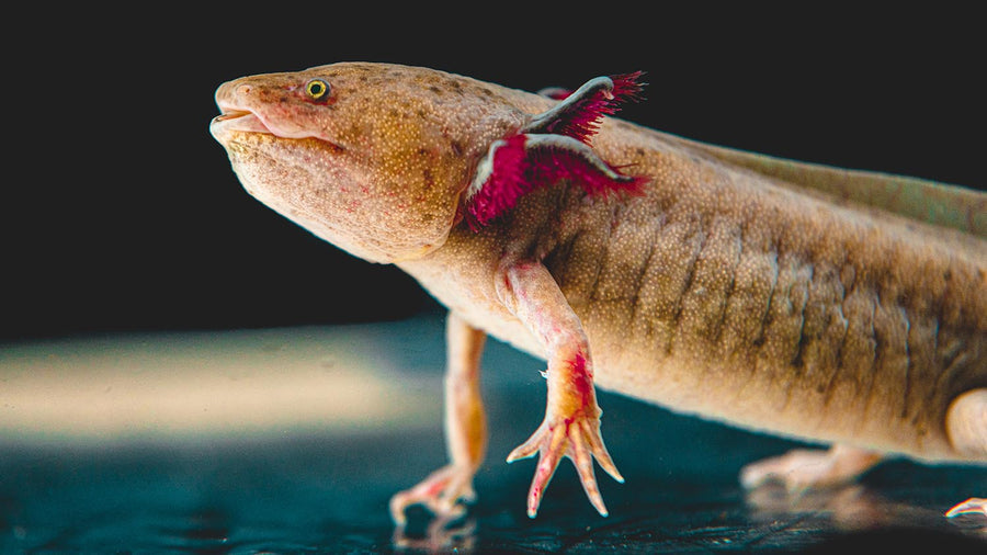 Do Axolotls Like to Be Touched? Understanding the Sensitivity and Care
