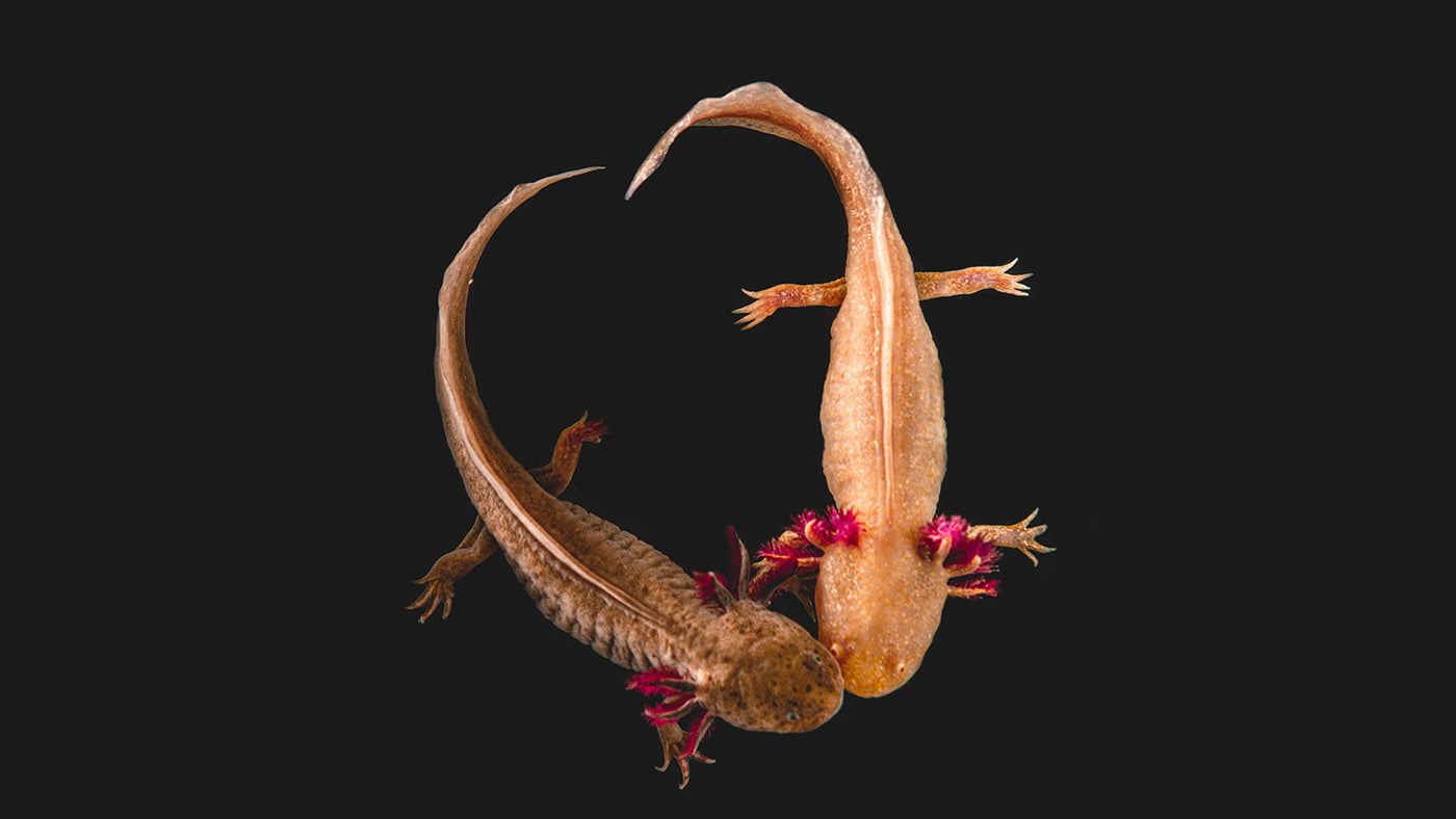 Discovering Black Axolotls: The Melanoid Variety