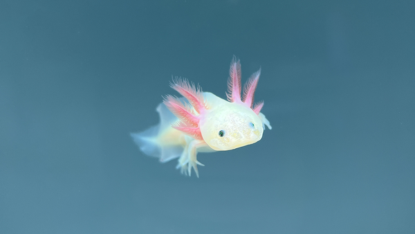 All About Axolotls | Everything You Need to Know | Axolotl Planet Blog