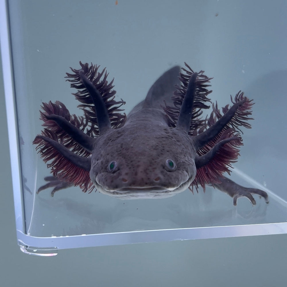 All About Axolotls | Everything You Need to Know | Axolotl Planet Blog