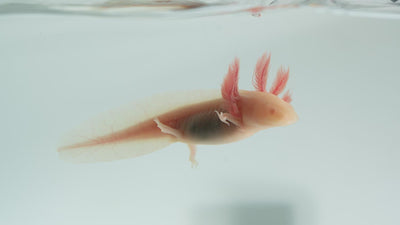 All About Axolotls | Everything You Need to Know | Axolotl Planet Blog