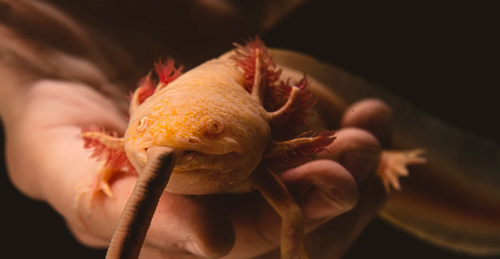 All About Axolotls | Everything You Need to Know | Axolotl Planet Blog