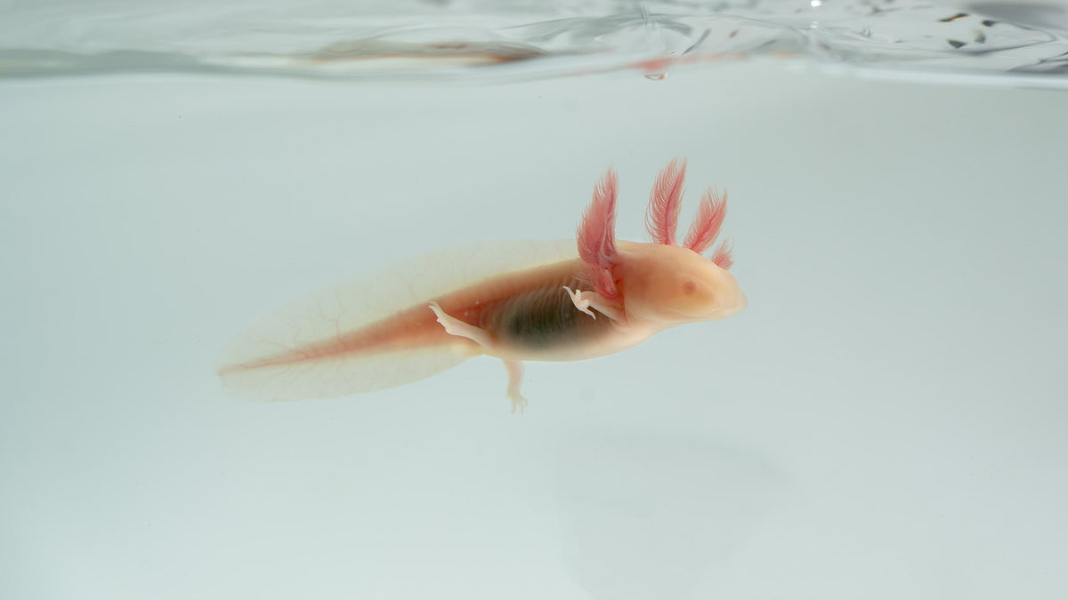 The #1 Guide to Axolotl Sickness and Health | Blog | Axolotl Planet