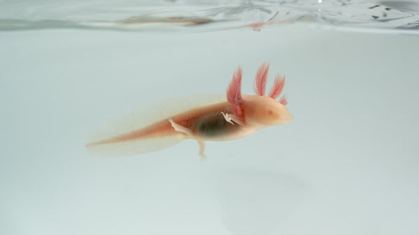The #1 Guide to Axolotl Sickness and Health | Blog | Axolotl Planet
