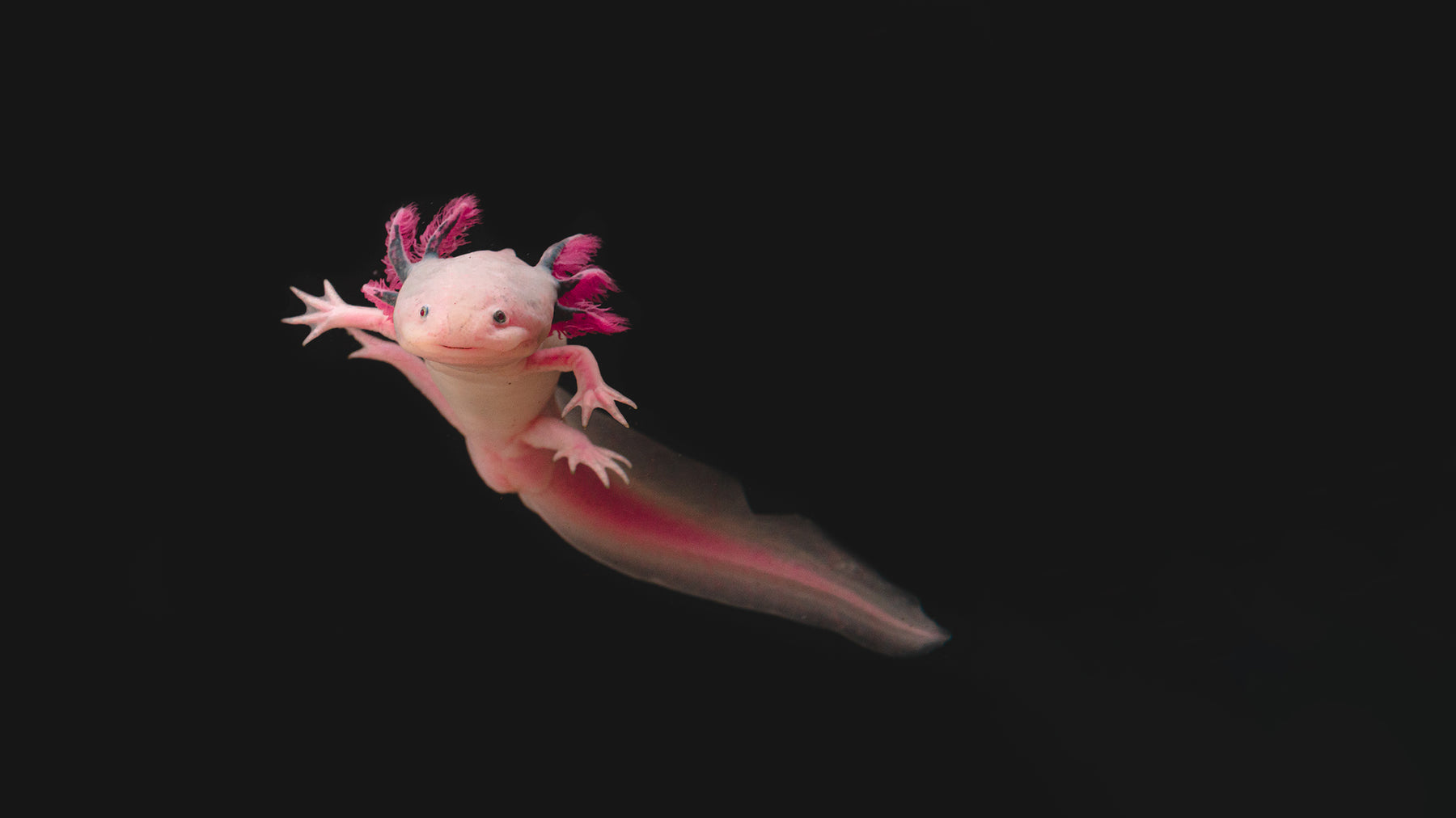 Axolotl vs. Other Aquatic Pets: A Comparative Guide