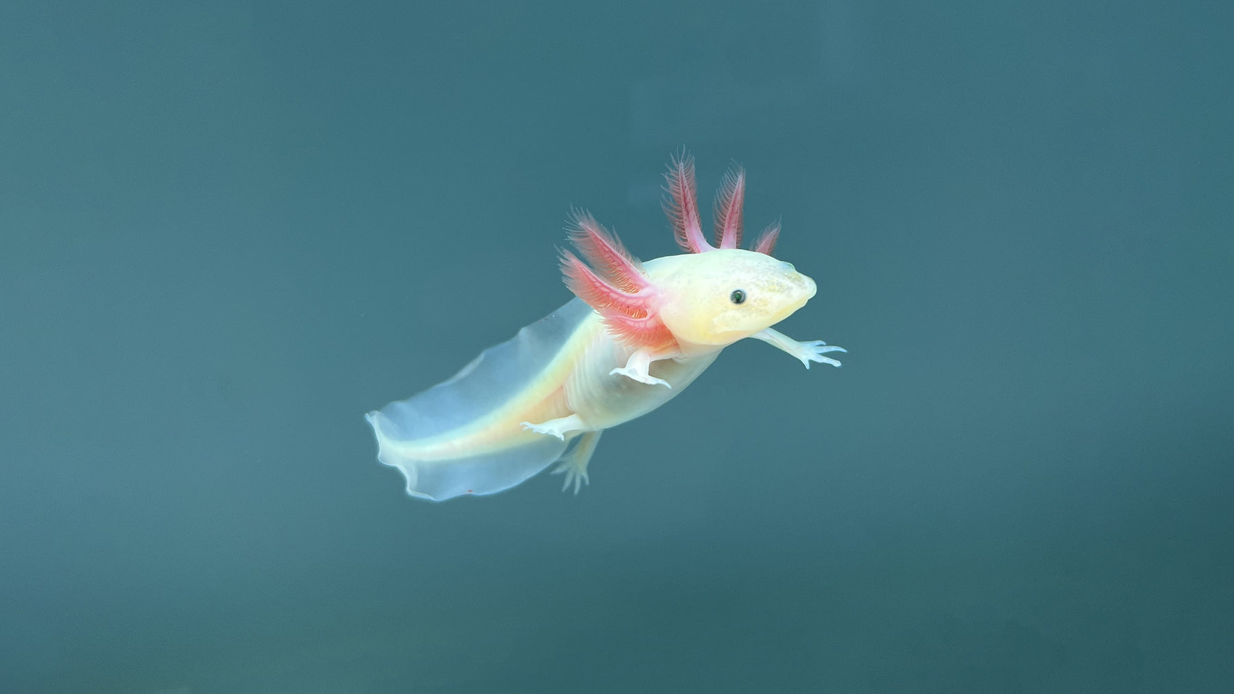 What are the Rarest Axolotls in the World? | Blog | Axolotl Planet
