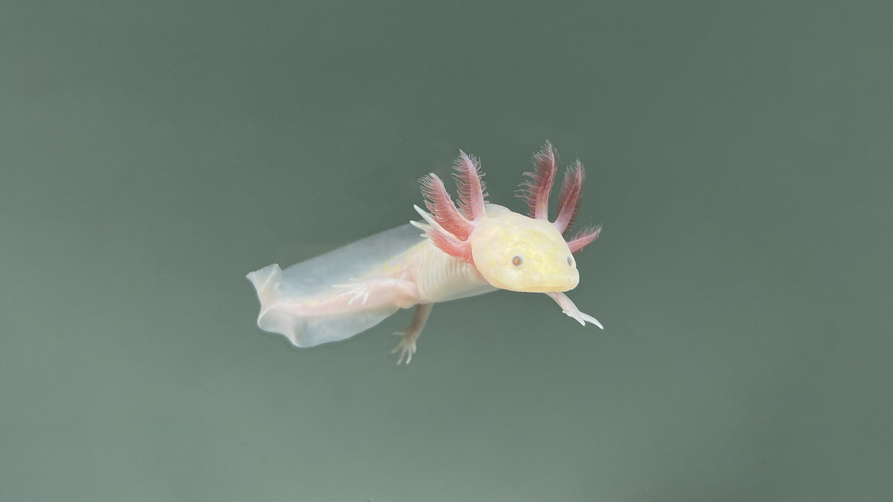 The #1 Guide to Axolotl Sickness and Health | Blog | Axolotl Planet