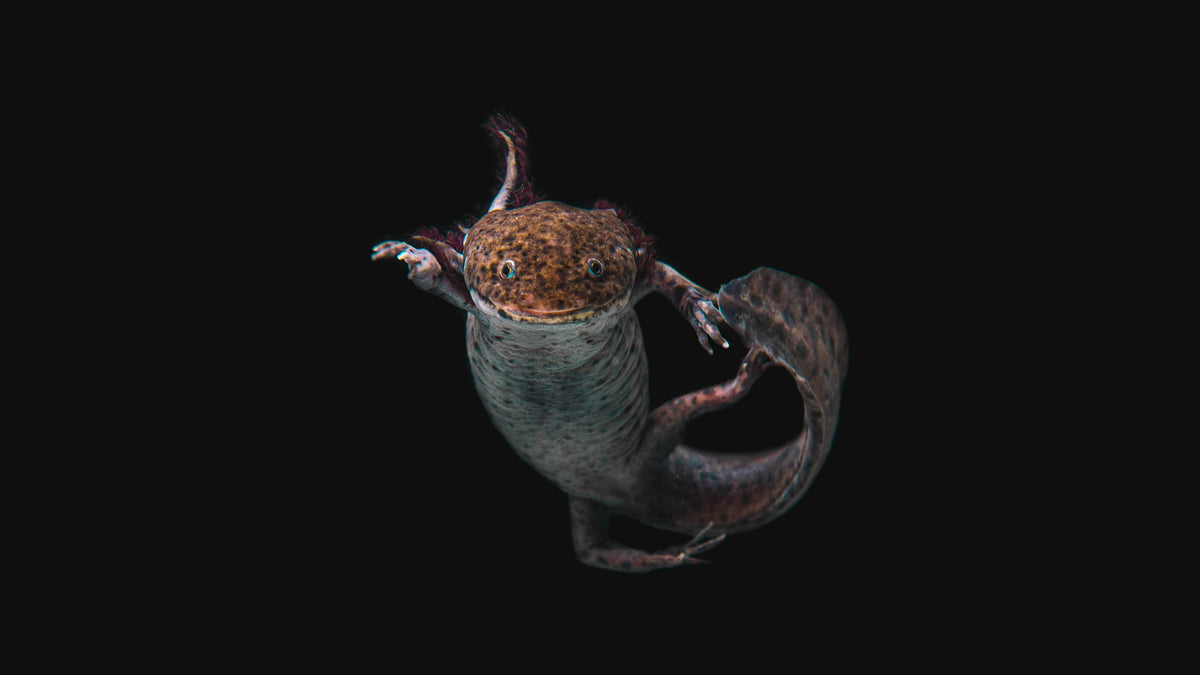 How to Cycle an Aquarium | Blog | Axolotl Planet