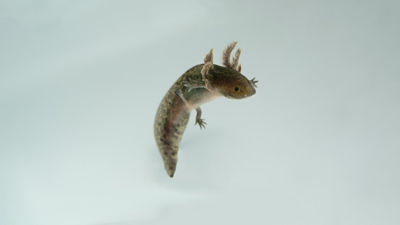 What are the Rarest Axolotls in the World? | Blog | Axolotl Planet