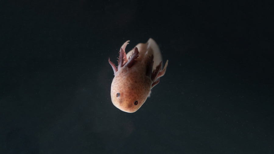 Where Do Axolotls Live? | Blog | Axolotl Planet