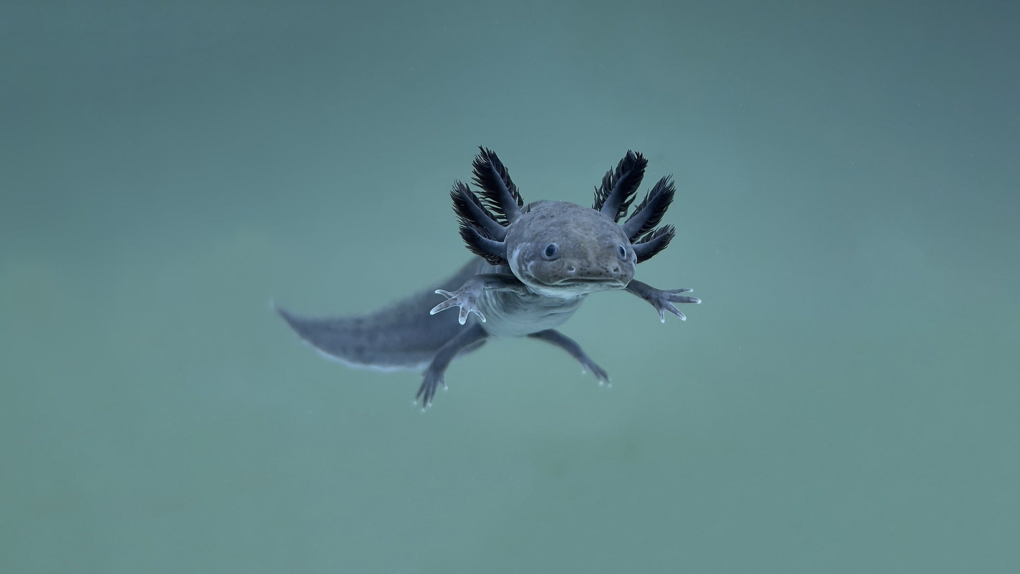 How Many Axolotl Colors Are There? | Blog | Axolotl Planet