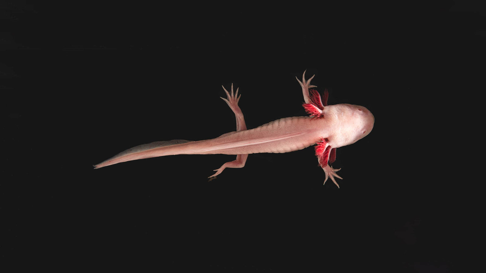 What are the Rarest Axolotls in the World? | Blog | Axolotl Planet
