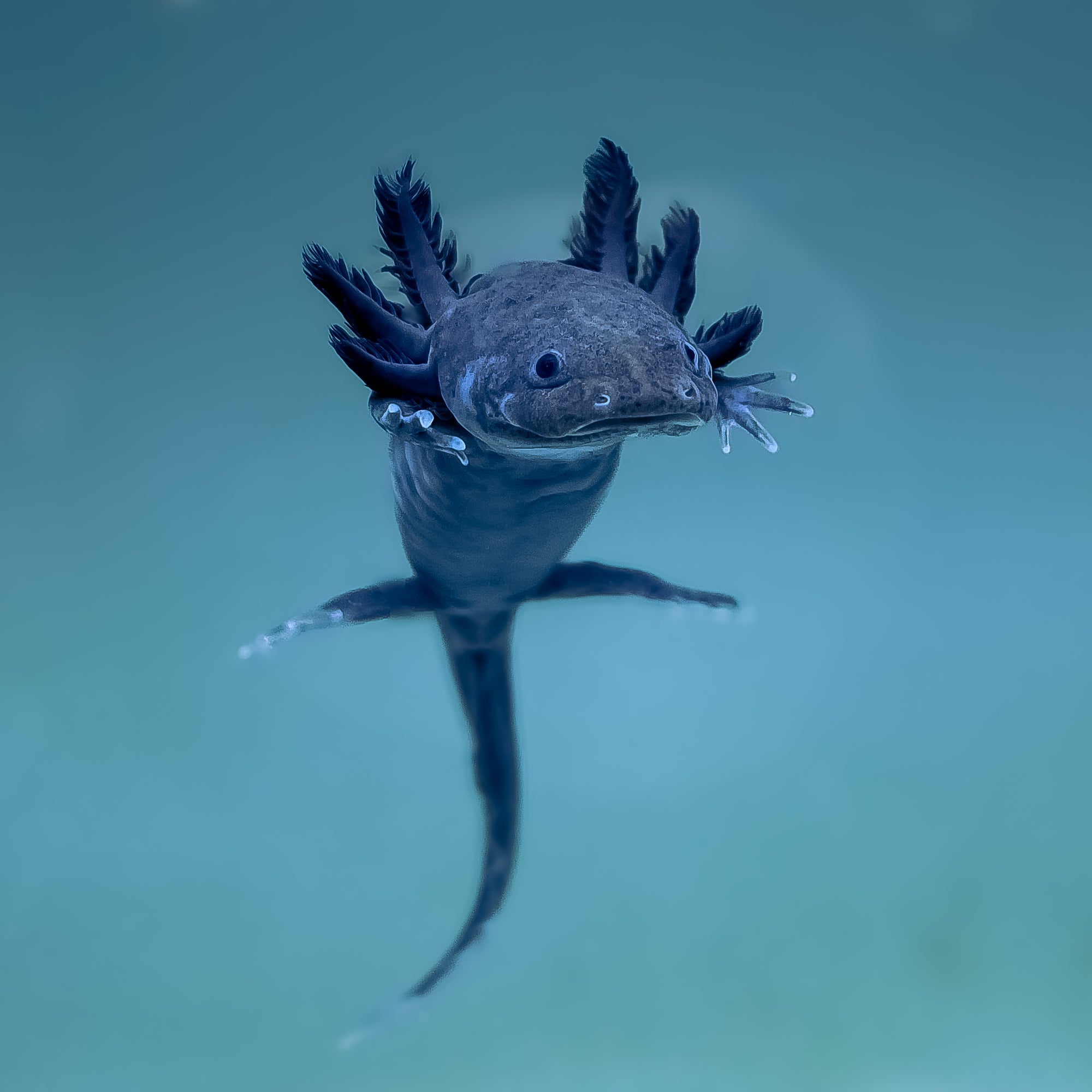 Melanoid Axolotl | Axolotls For Sale | Axolotl Planet