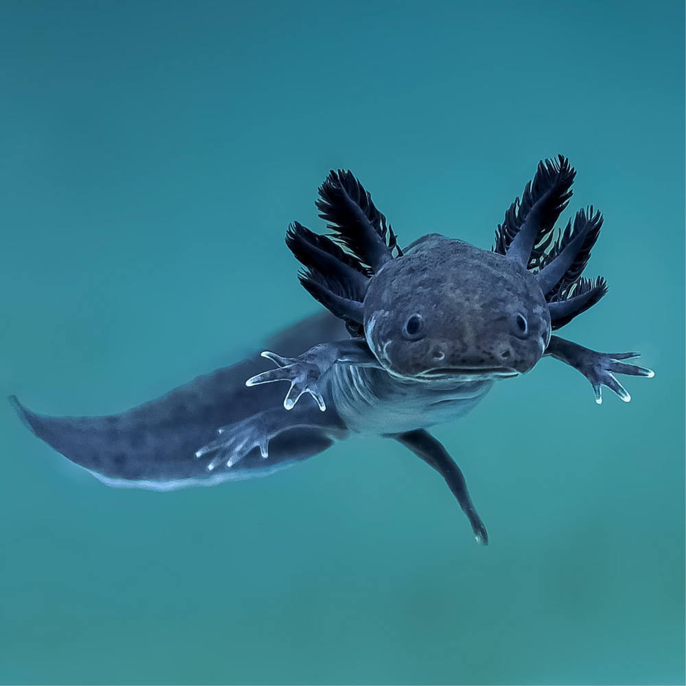 Melanoid Axolotl | Axolotls For Sale | Axolotl Planet