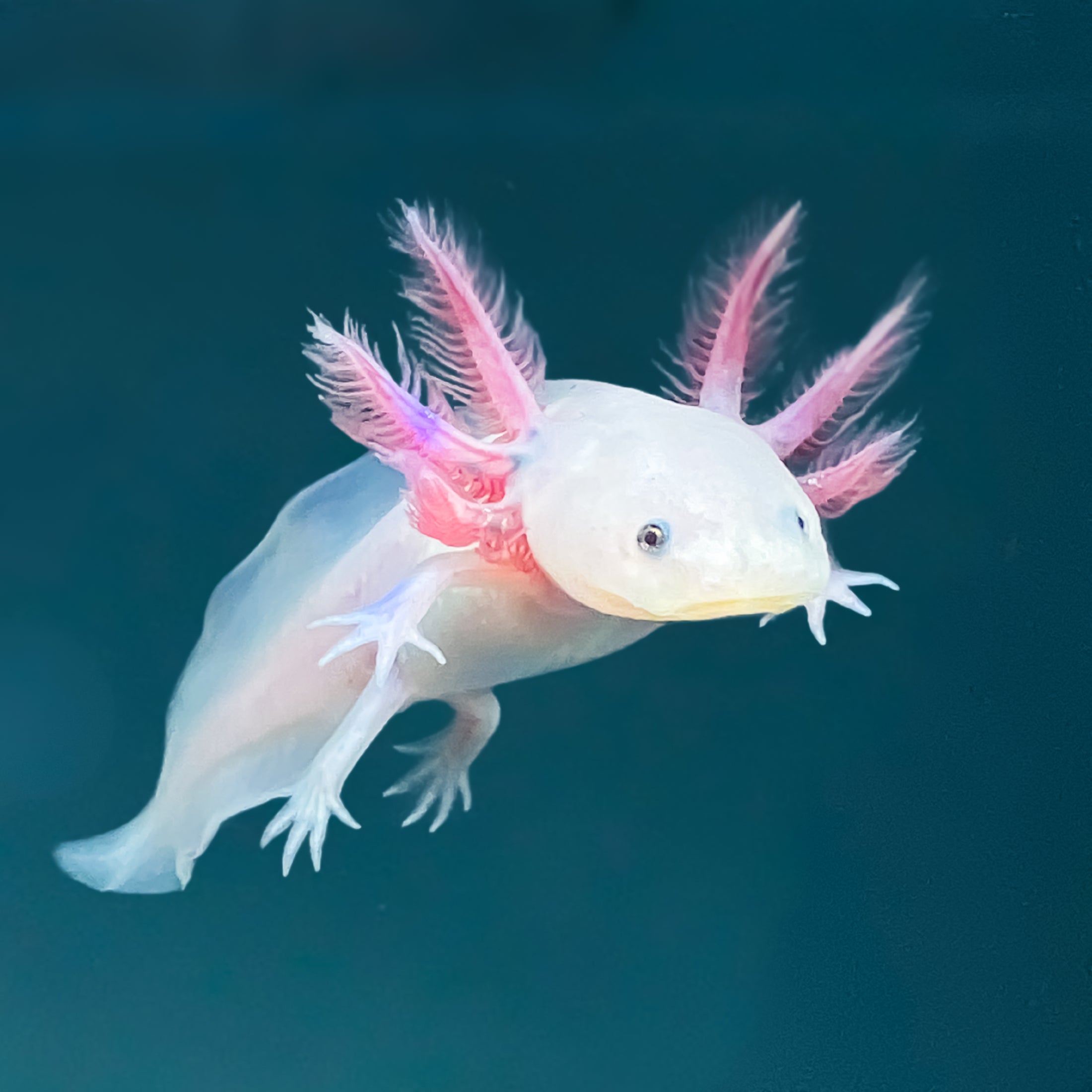 Leucistic Axolotl | Axolotls For Sale | Axolotl Planet