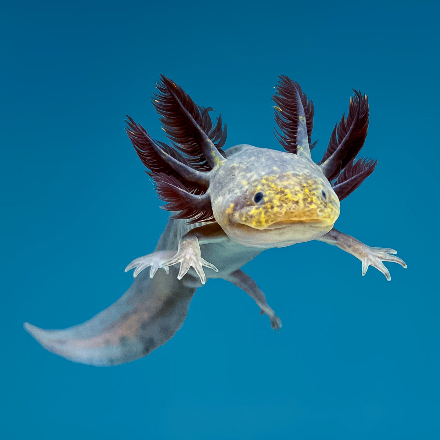 Copper Melanoid Axolotl | Axolotls For Sale | Axolotl Planet