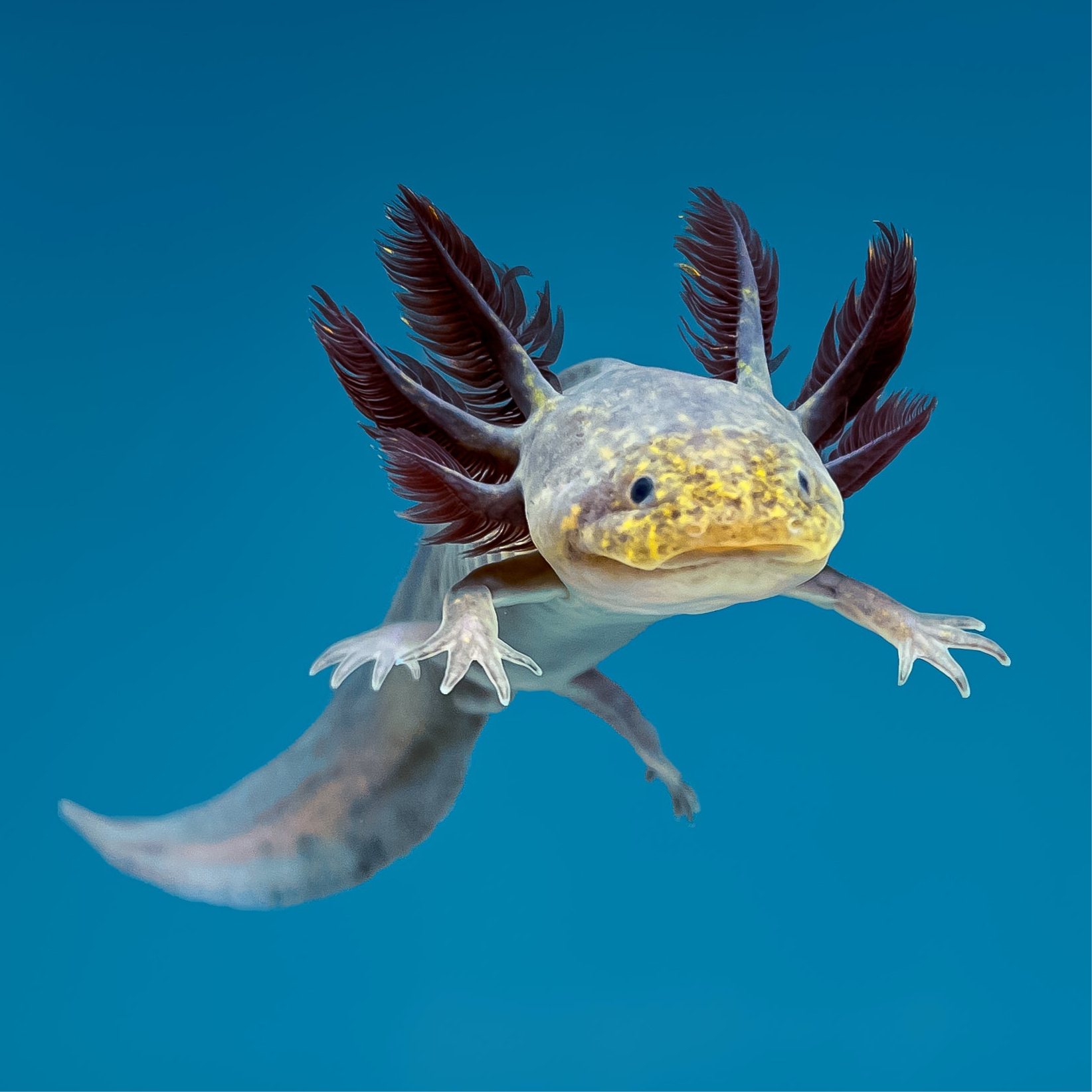 Copper Melanoid Axolotl | Axolotls For Sale | Axolotl Planet