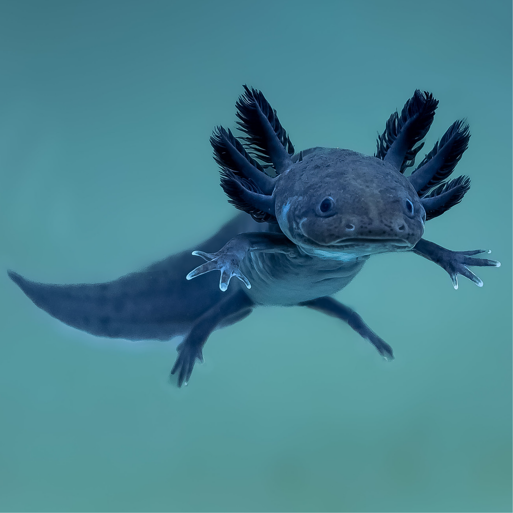 Melanoid Axolotl | Axolotls For Sale | Axolotl Planet