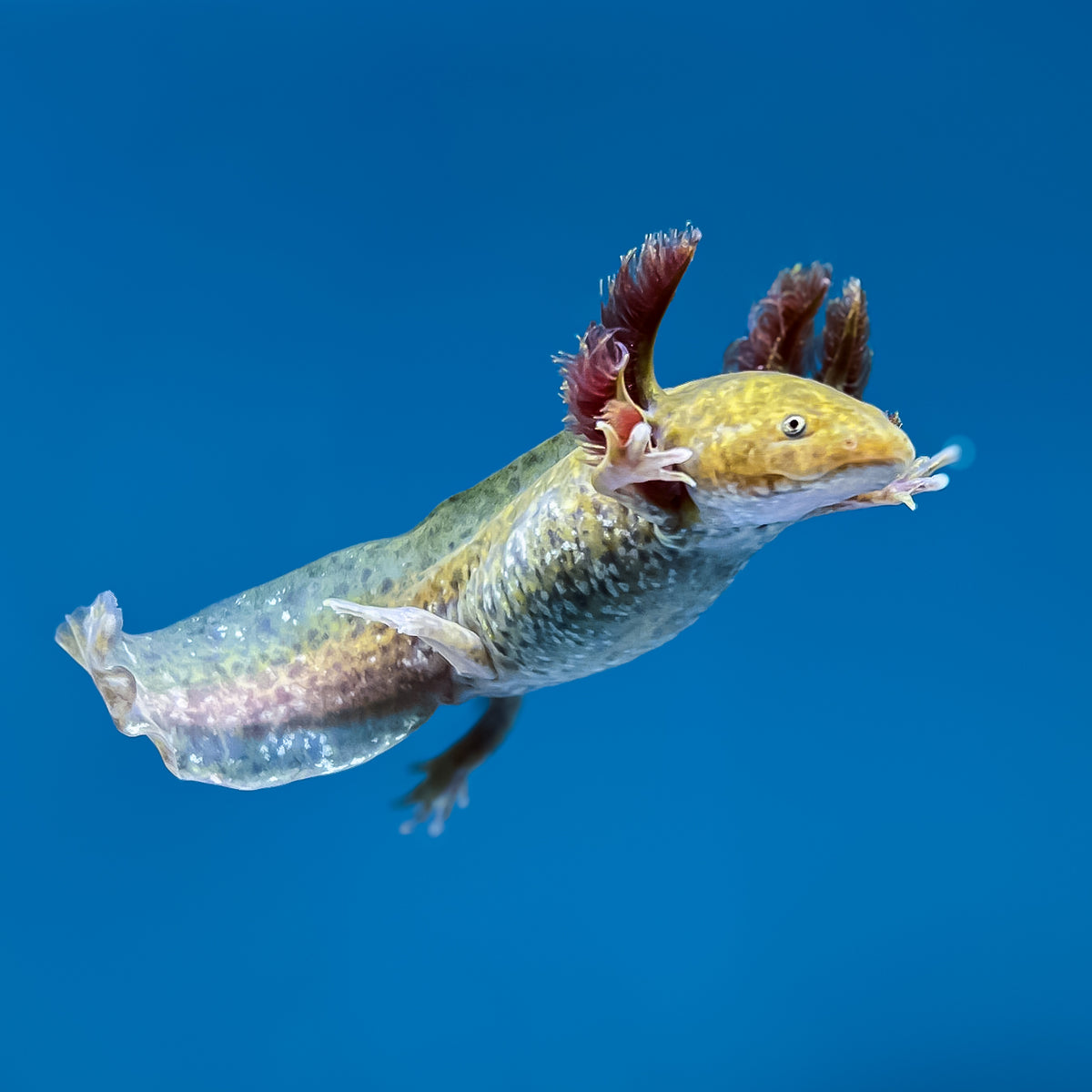 Copper Axolotl | Axolotls For Sale | Axolotl Planet
