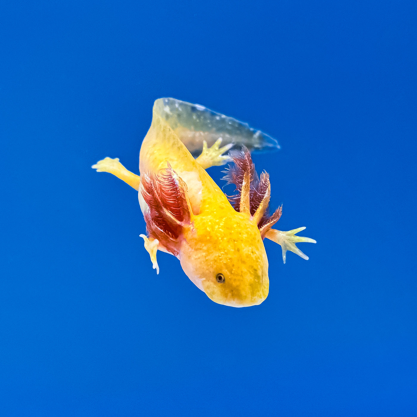 GFP Leucistic Axolotl | Axolotls For Sale | Axolotl Planet