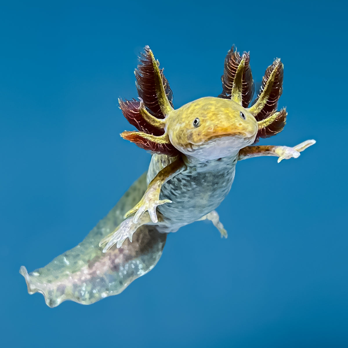 Copper Axolotl | Axolotls For Sale | Axolotl Planet