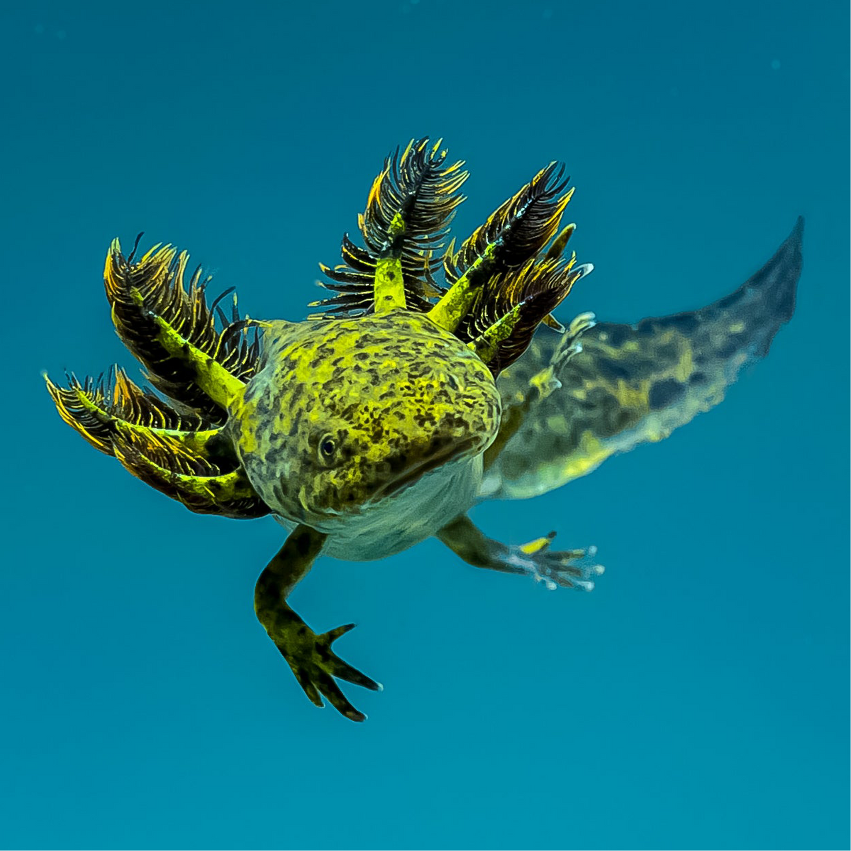 Wild Type Axolotl | Axolotls For Sale | Axolotl Planet