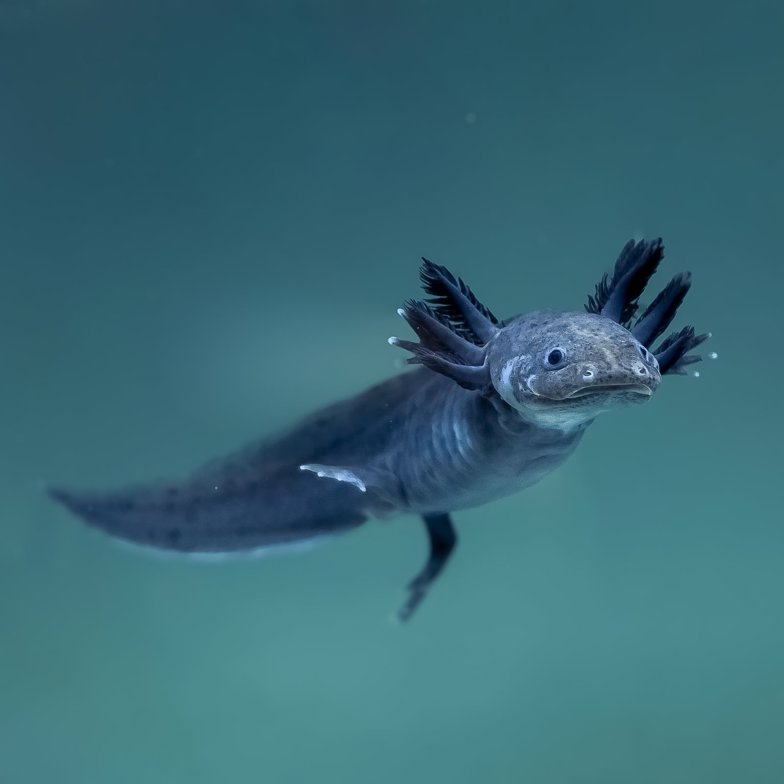 Melanoid Axolotl | Axolotls For Sale | Axolotl Planet