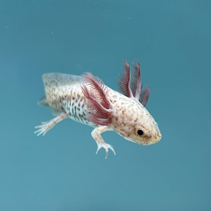 Axanthic Copper Axolotl | Axolotls For Sale | Axolotl Planet