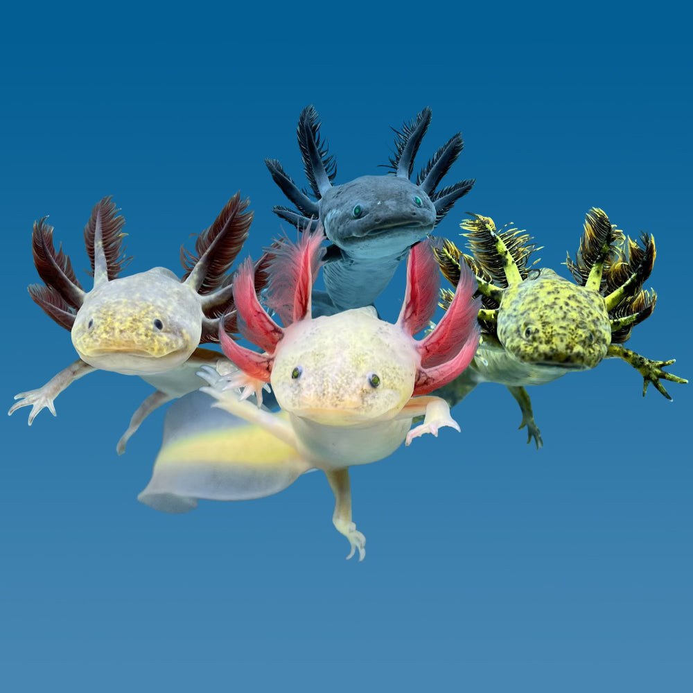 Rescue Axolotls