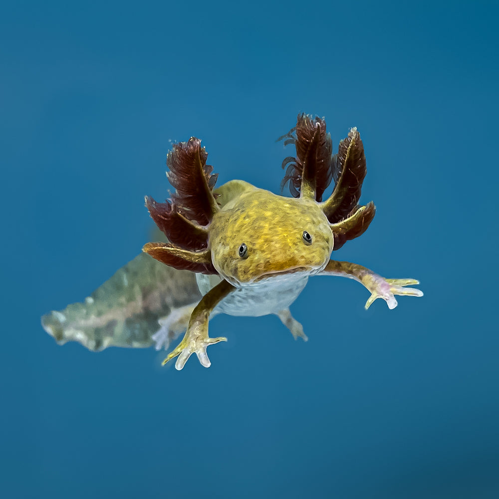 Copper Axolotl | Axolotls For Sale | Axolotl Planet
