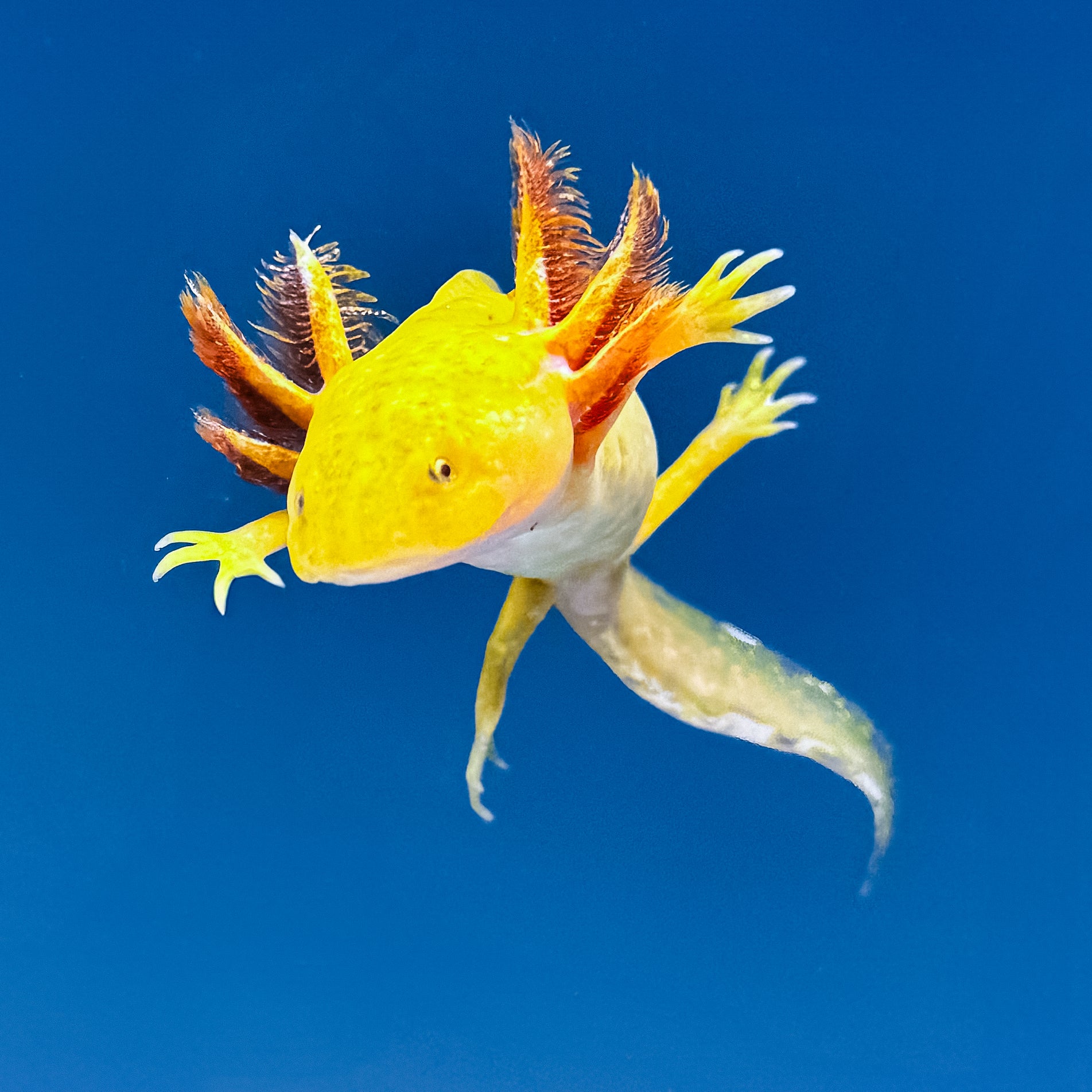 GFP Leucistic Axolotl | Axolotls For Sale | Axolotl Planet