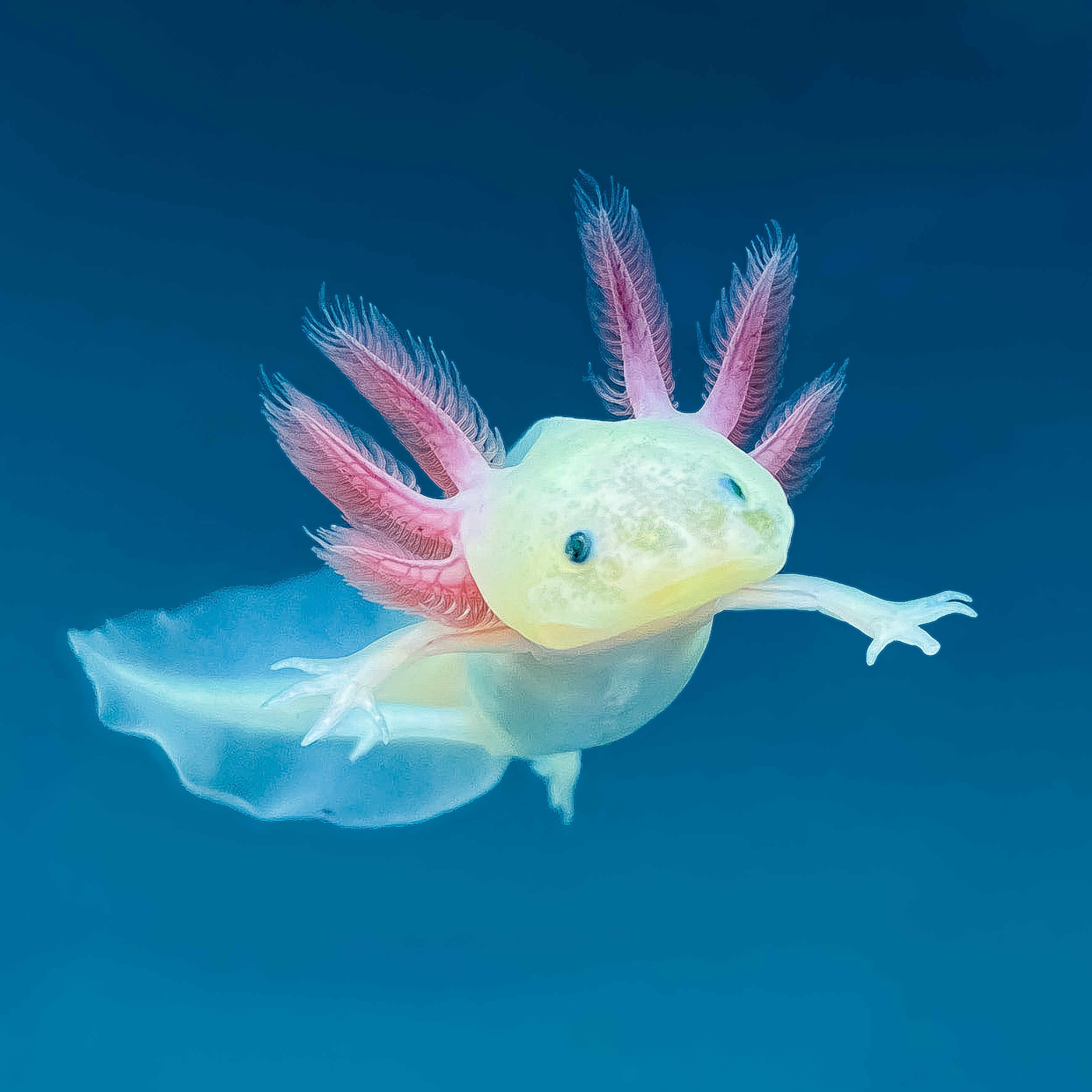 GFP Leucistic Axolotl | Axolotls For Sale | Axolotl Planet