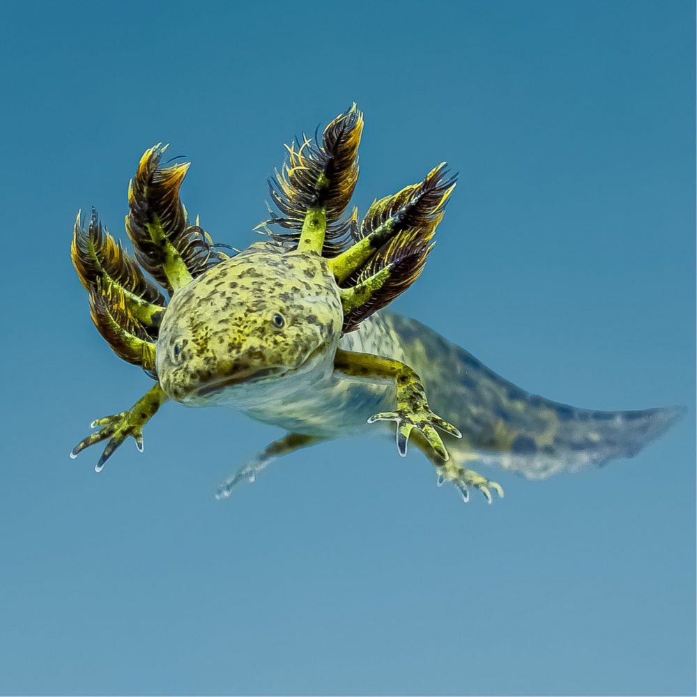 Wild Type Axolotl | Axolotls For Sale | Axolotl Planet