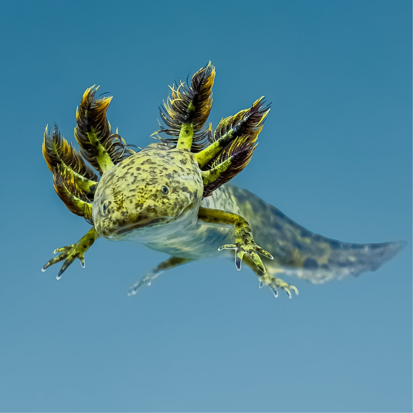 Wild Type Axolotl | Axolotls For Sale | Axolotl Planet