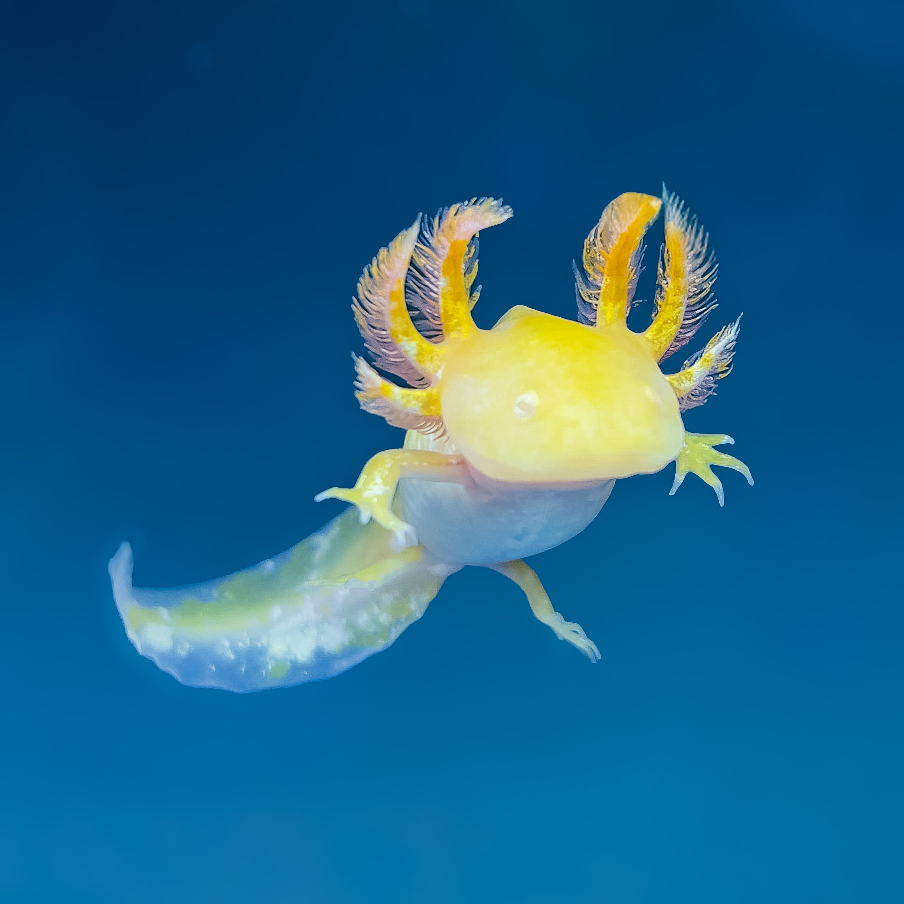 Golden Albino Axolotl | Axolotls For Sale | Axolotl Planet