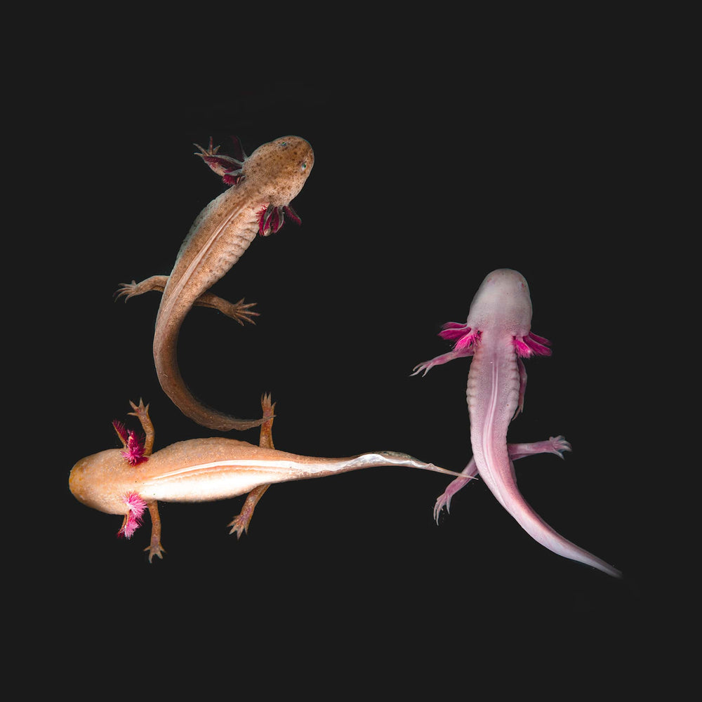 Axolotl Planet | Axolotls for Sale, Learn About Axolotls, and More!