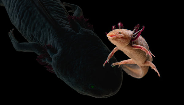 Axolotl Planet | Axolotls for Sale, Learn About Axolotls, and More!