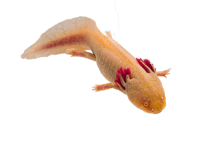 Axolotl Planet | Axolotls for Sale, Learn About Axolotls, and More!