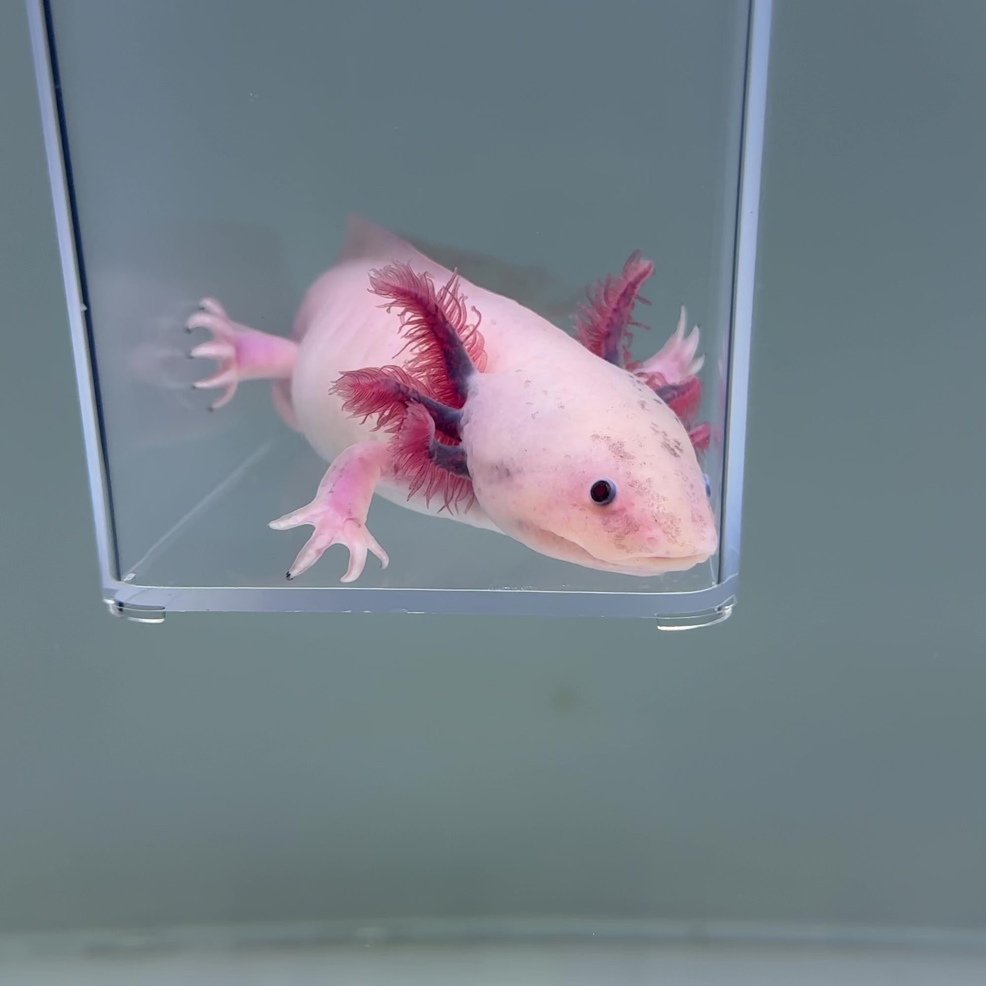Maximus (Male)