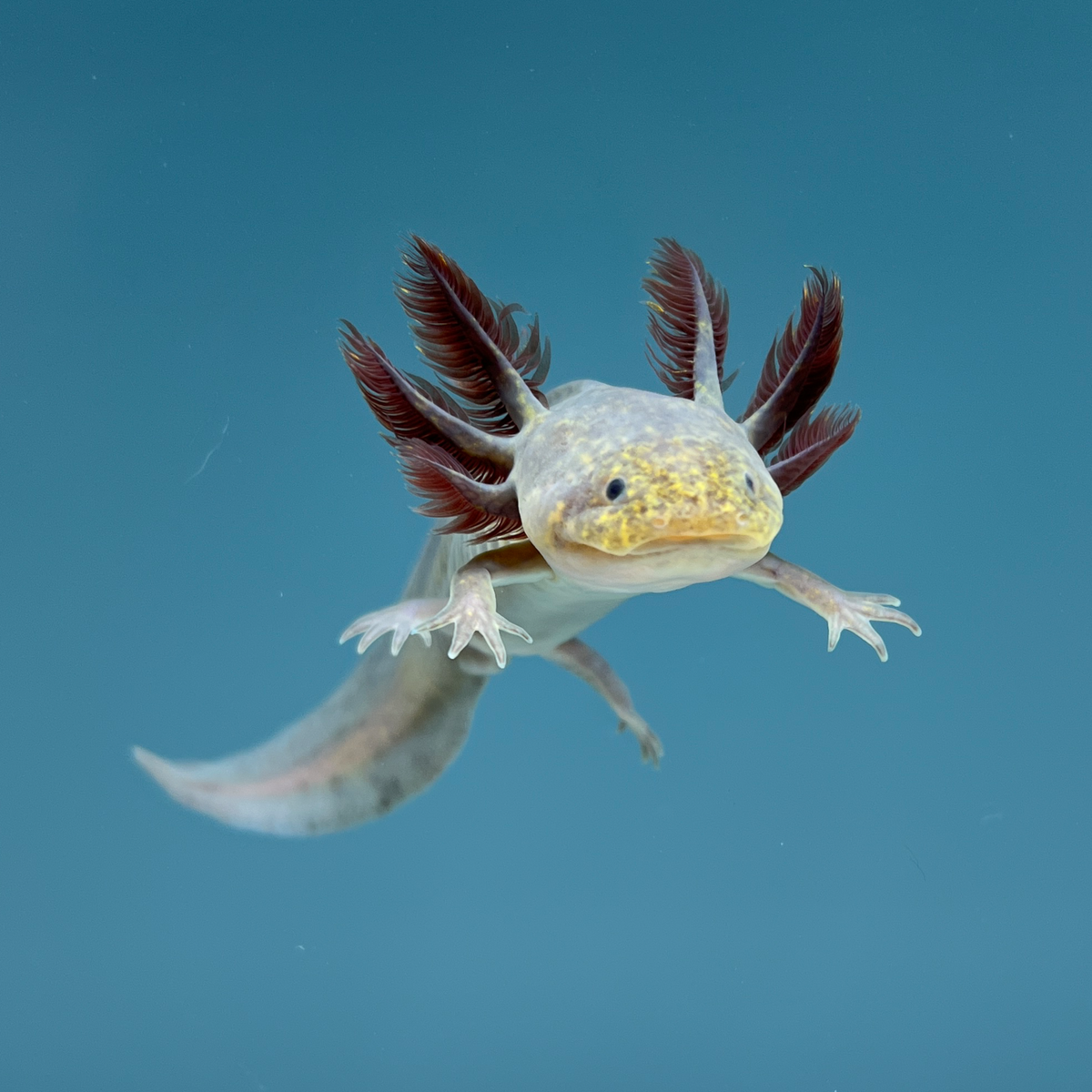 Copper Melanoid Axolotl | Axolotls For Sale | Axolotl Planet