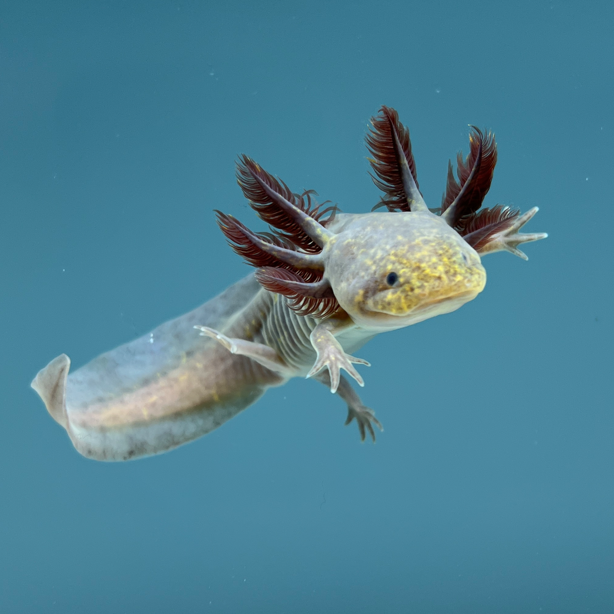 Copper Melanoid Axolotl | Axolotls For Sale | Axolotl Planet