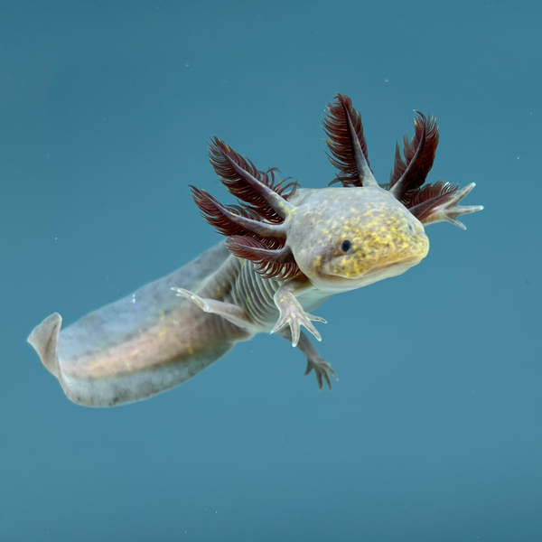 Copper Melanoid Axolotl | Axolotls For Sale | Axolotl Planet