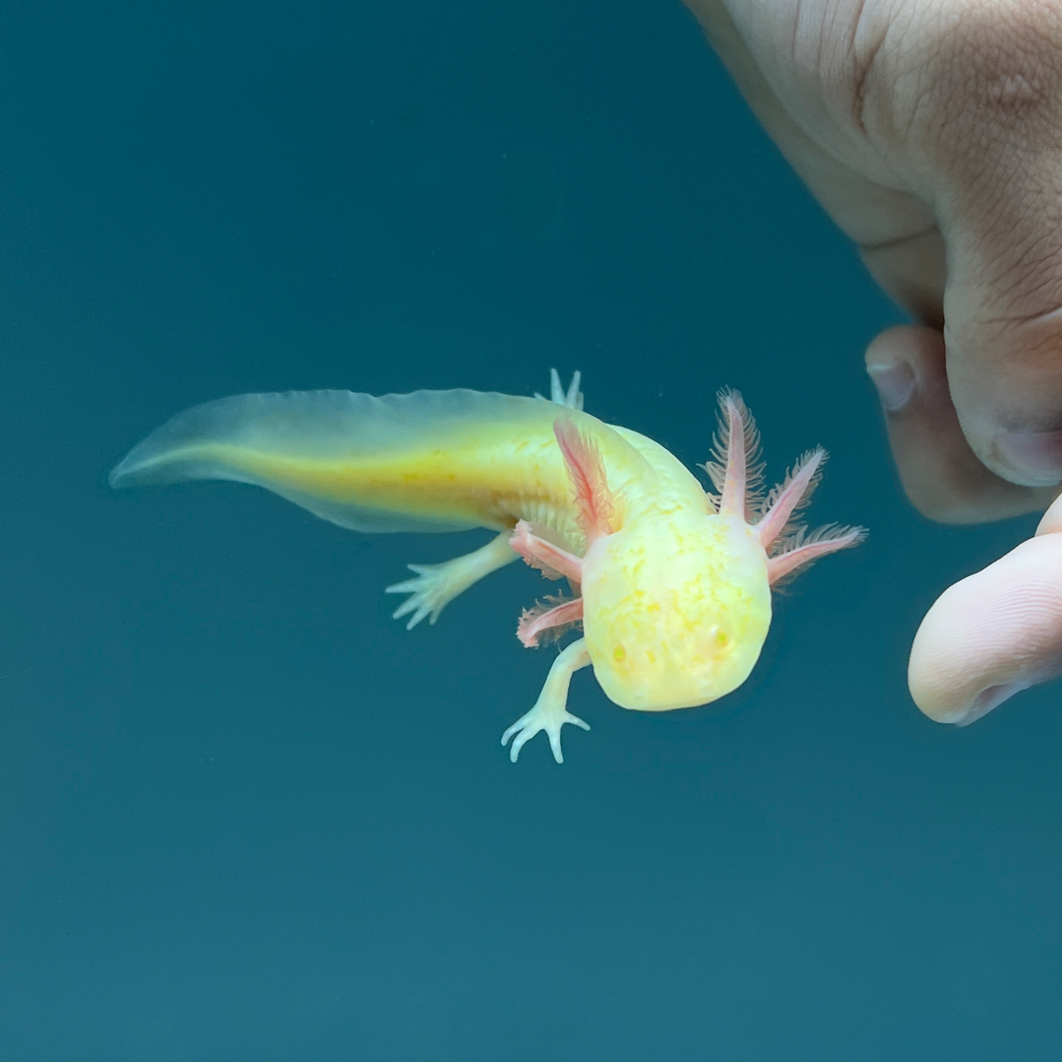 Rescue Axolotls