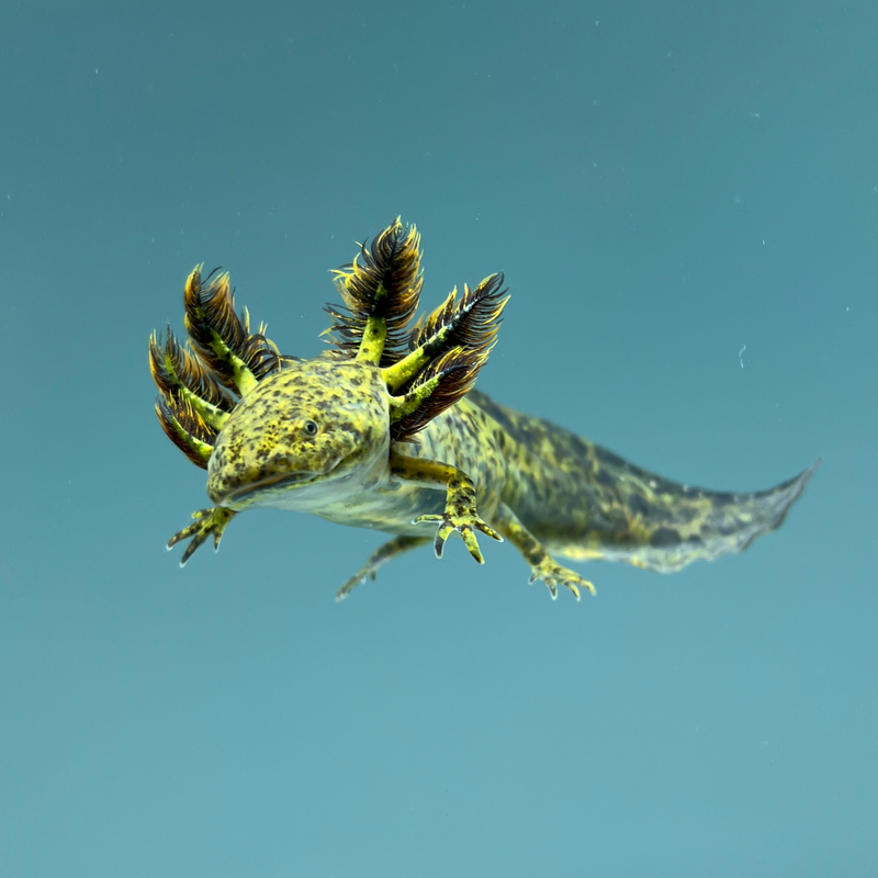 Wild Type Axolotl | Axolotls For Sale | Axolotl Planet