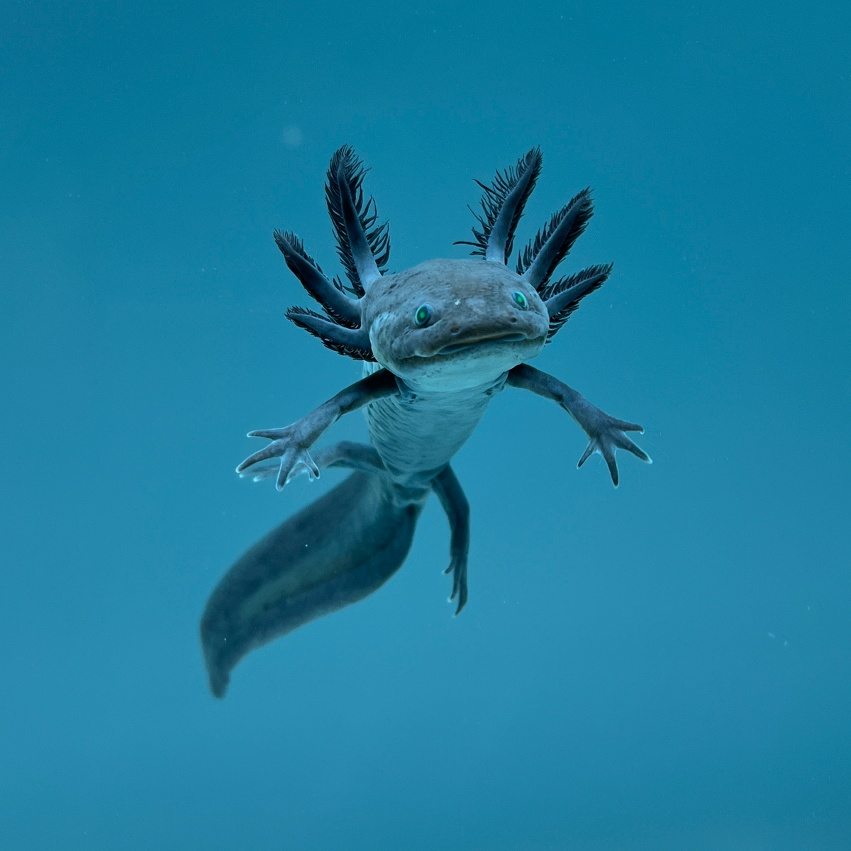 GFP Melanoid Axolotl | Axolotls For Sale | Axolotl Planet