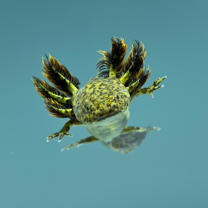 Wild Type Axolotl | Axolotls For Sale | Axolotl Planet