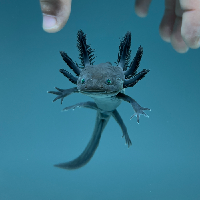 GFP Melanoid Axolotl | Axolotls For Sale | Axolotl Planet