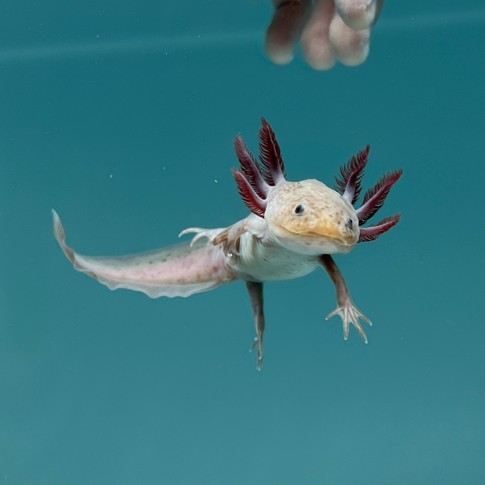 Melanoid Axanthic Copper Axolotl | Axolotls For Sale | Axolotl Planet